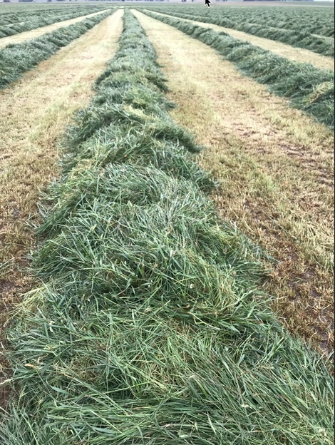 Rye Grass Hay Farm Tender